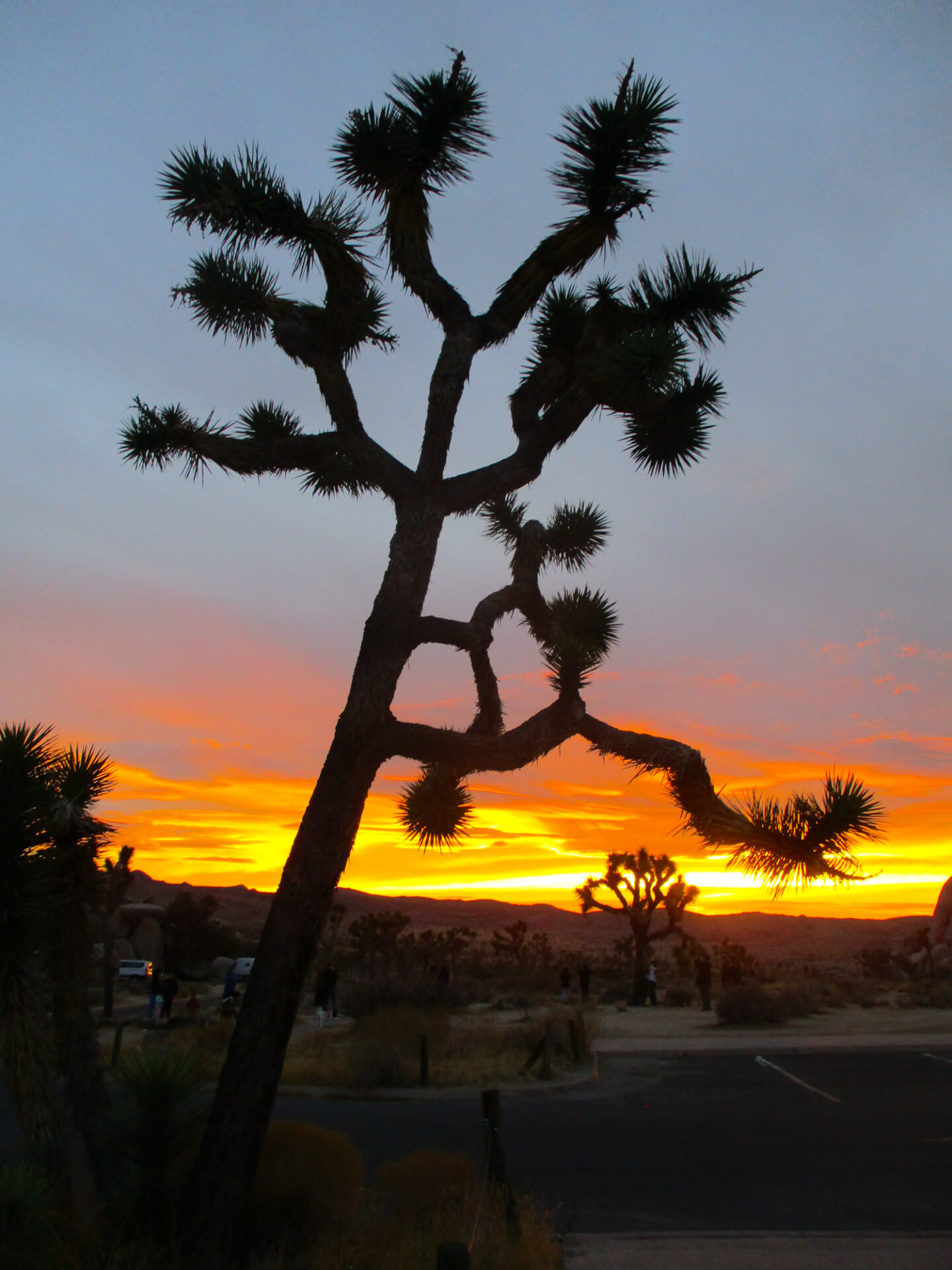 Joshua Tree Climbing: Three Winter Break Trips - www.StephAbegg.com